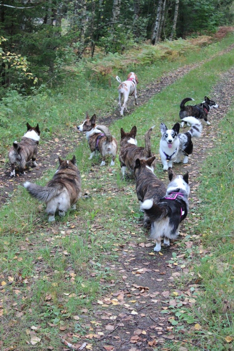 Östhammar - Östhammars kommun